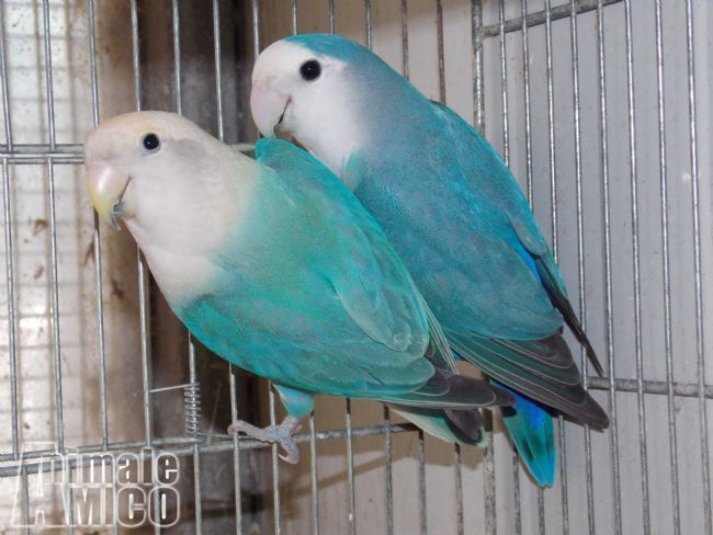 Vendita da Privato a RM inseparabili blu cobalto viola malva agapornis ...