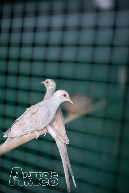 Vendita Tortore da Allevatore a Ravenna tortore diamantine 15/08/2021