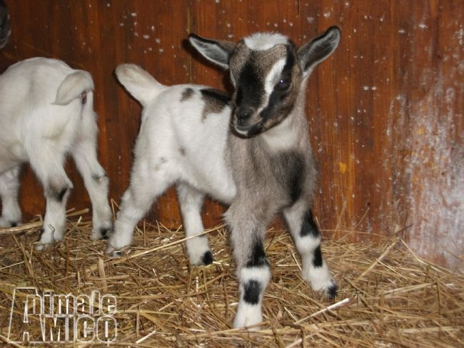 Annunci Animali Cuccioli Cani Gatti da allevamenti e privati