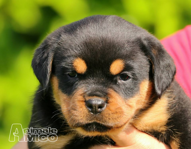 Vendita cucciolo Rottweiler da Privato a Latina, cani Rottweiler in ... Vendita cucciolo Rottweiler da Privato a Latina, cani Rottweiler in ...