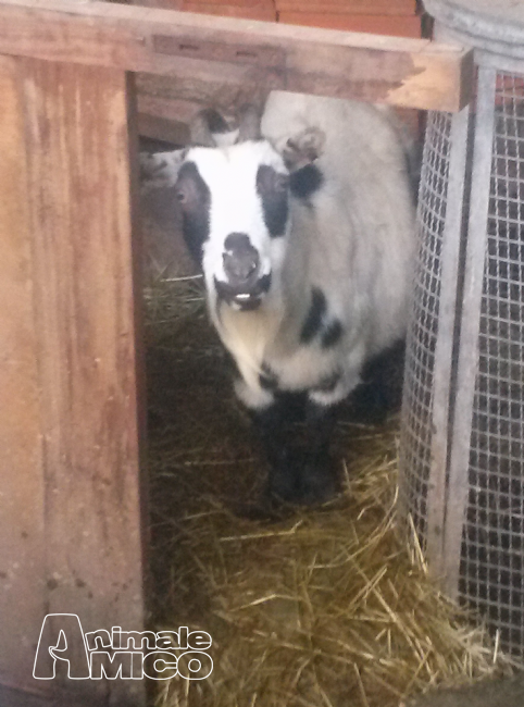 Vendita Capra da Privato a Cremona caprette nane tibetane, famiglia ...