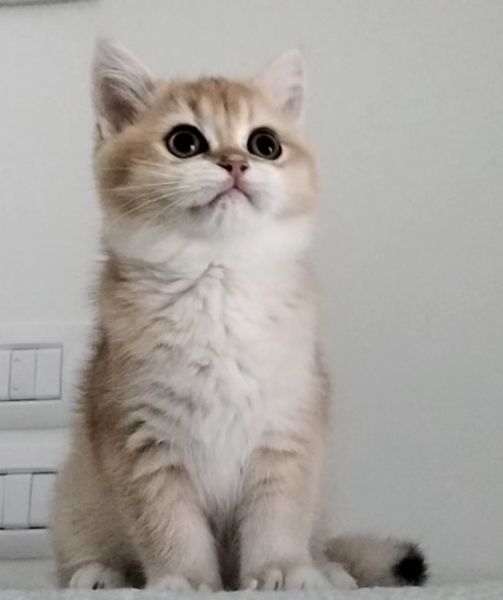 Annunci Animali Cuccioli Cani Gatti da allevamenti e privati