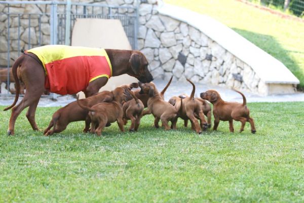 Vendita cucciolo Rhodesian Ridgeback da Privato a Verona cuccioli di ...