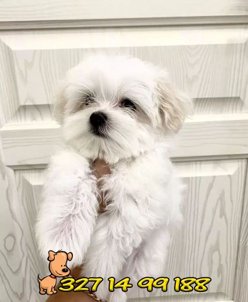 Vendita cucciolo Maltese da Negozio animali a ⭐maltese nano e toy ...