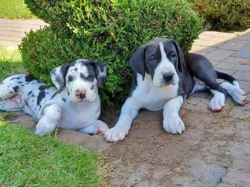 Regalo Alano da Privato a Gorizia cuccioli alano avvistati e neri