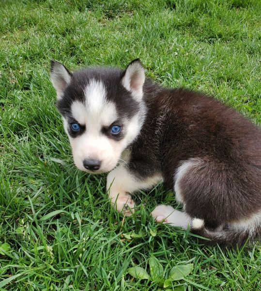 Regalo Husky da Privato a Varese due kuccioli di siberian husky kon ...