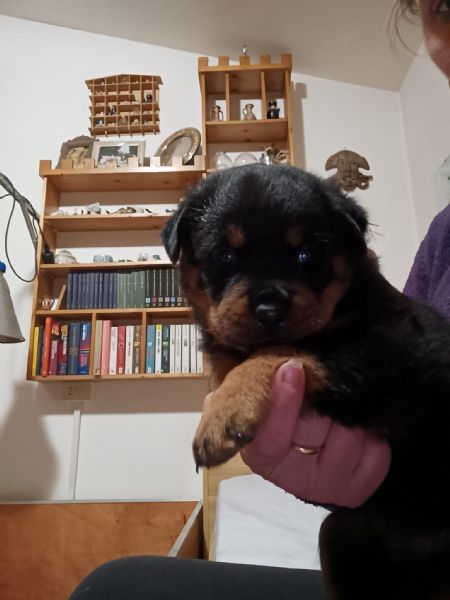 Vendita cucciolo Rottweiler da Privato a Lucca rottweiler cuccioli Vendita cucciolo Rottweiler da Privato a Lucca rottweiler cuccioli