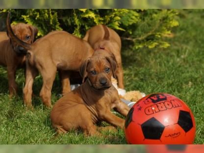 Regalo Rhodesian Ridgeback da Privato a Milano cuccioli di rhodesian ...