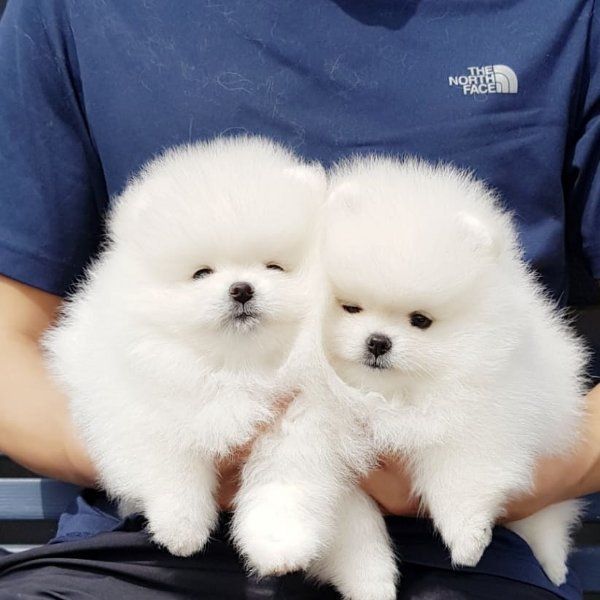 Regalo cucciolo Volpino Pomerania da Privato a Medio Campidano ...