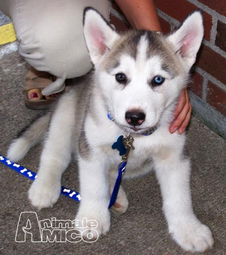 Vendita Husky da Privato a Crotone bellissimo cuccioli di siberian husky