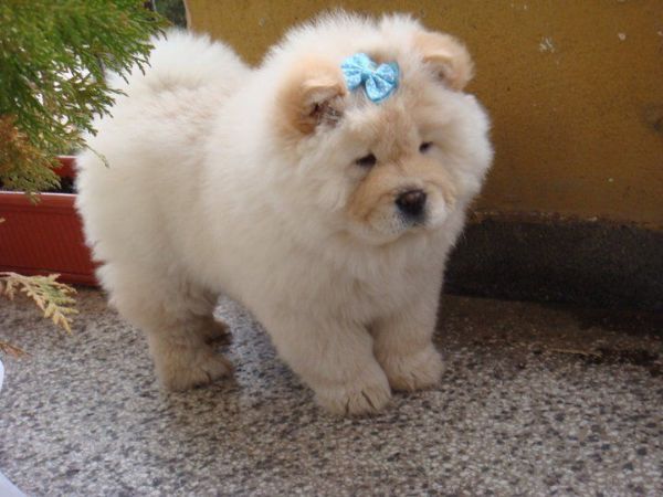 Vendita Chow Chow da Privato a Salerno cucciolo di chow chow maschio e ...