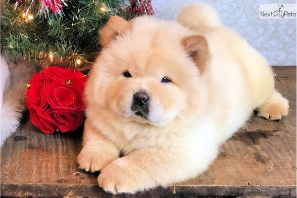 Vendita Chow Chow da Privato a Salerno cucciolo di chow chow maschio e ...
