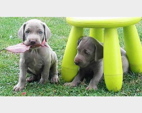 Regalo Weimaraner da Privato a Pavia dispoibili bellissimi cuccioli di ...