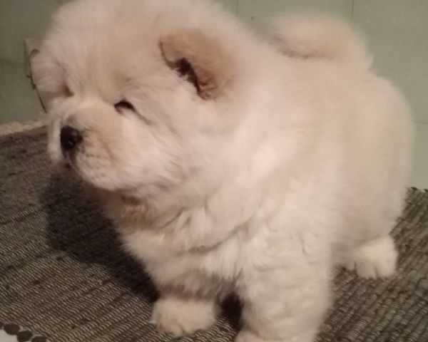 Vendita Chow Chow da Privato a Bologna disponibile cucciolo di chow chow