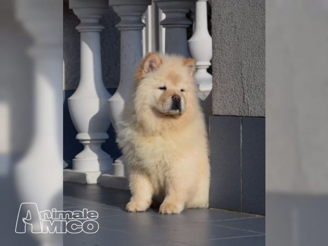 Vendita Chow Chow da Privato a Campobasso cuccioli di chow chow 27/04/2021