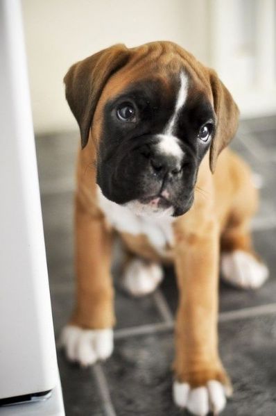 Vendita Boxer da Privato a Campobasso disponibili bellissimi cuccioli ...