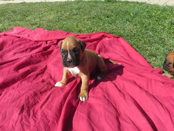 Vendita Boxer da Privato a Brindisi boxer cucciolo maschio tre mesi