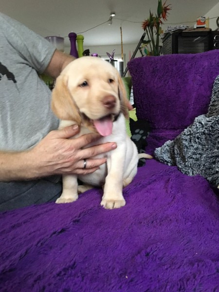 Vendita Labrador da Privato a Torino cuccioli labrador chocolate,gialli ...