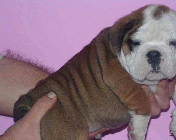 Regalo Bulldog da Privato a Modena disponibili 2 splendidi cuccioli di ...