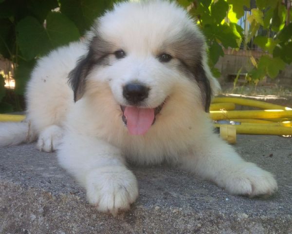 Regalo Cane Da Montagna Dei Pirenei da Privato a Palermo cane da ...