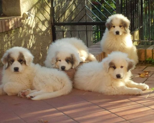 Regalo Cane Da Montagna Dei Pirenei da Privato a Palermo cane da ...