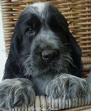 Vendita Cocker Spaniel Inglese da Privato a Sondrio meravigliosi ...