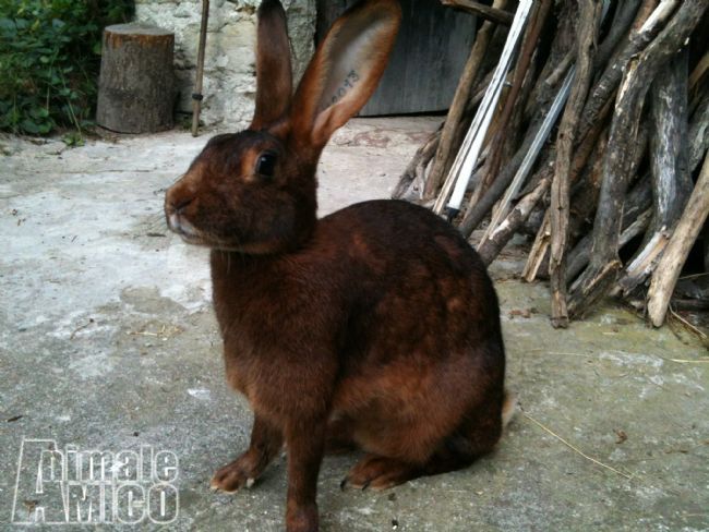 Vendita Lepre da Allevatore a Cuneo, roditori e lagomorfi Lepre in ...