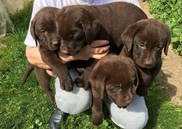 Vendita Labrador da Privato a Bologna labrador retriever chocolate ...