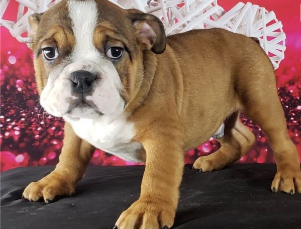 Vendita Bulldog da Privato a Palermo cuccioli bulldog inglese con pedigree