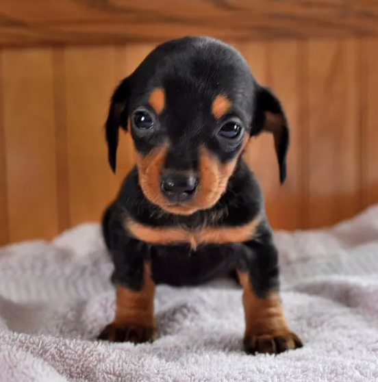 Vendita da Privato a Messina adorabili cuccioli di mini bassotto 10/03/2020