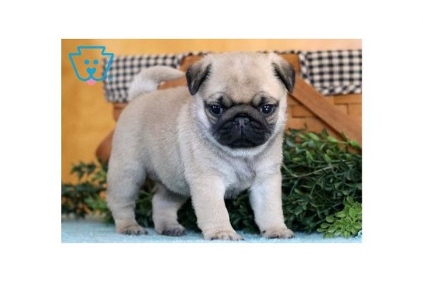 Vendita Carlino da Privato a Roma splendidi cuccioli di carlino 14/10/2020