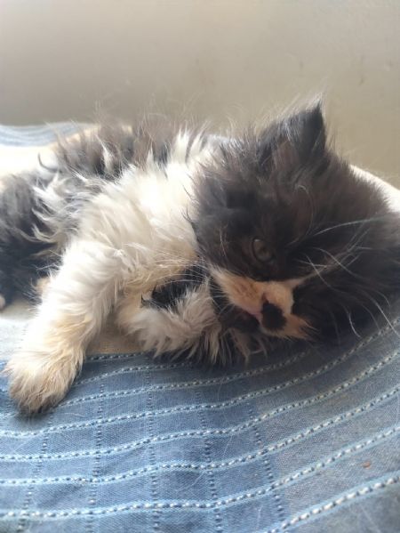 Vendita cucciolo Persiano da Privato a Genova persiano arlecchino