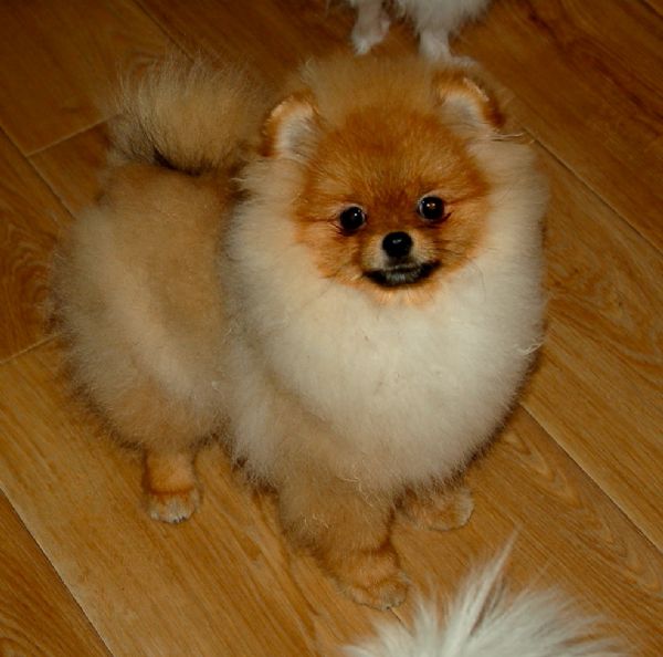 Vendita cucciolo Volpino Pomerania da Privato a Catania volpino spitz ...