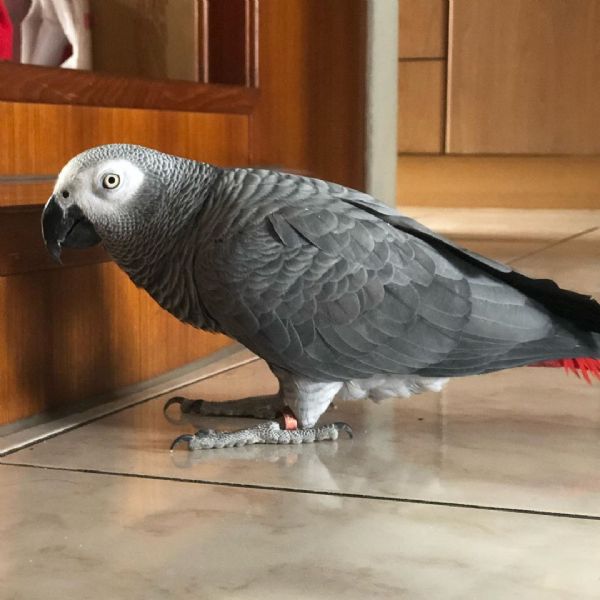 Regalo Cenerino da Privato a pappagallo grigio africano o pappagalli ...