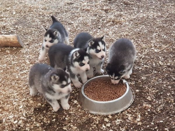 Vendita cucciolo Husky da Privato a Potenza siberian husky italiano con ...