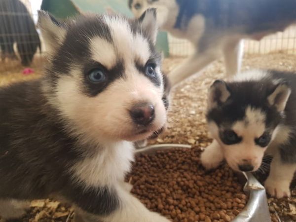 Vendita cucciolo Husky da Privato a Potenza siberian husky italiano con ...