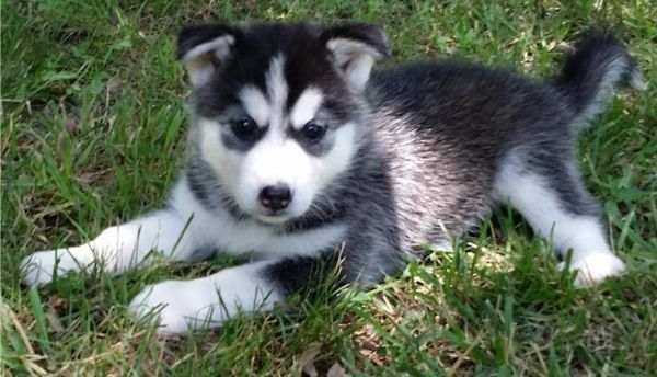 Regalo Husky da Privato a Bologna cuccioli siberian husky occhi blue