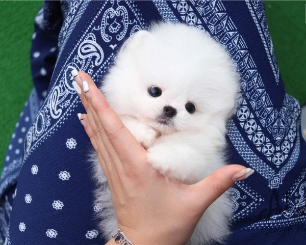 Vendita Volpino Pomerania da Privato a Napoli volpino pomerania toy