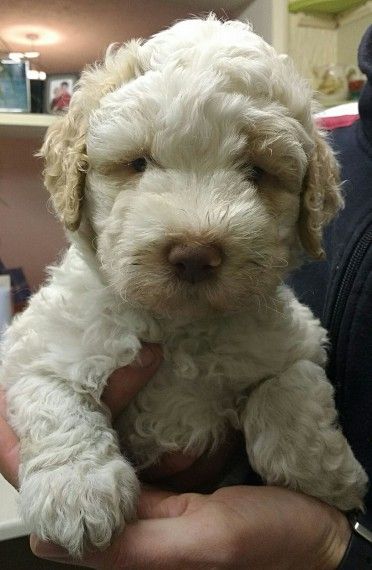 Regalo Lagotto Romagnolo da Volontario a Roma prenotazione cuccioli ...
