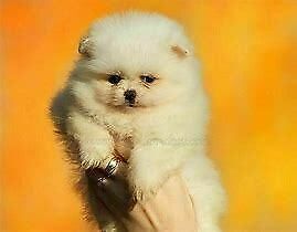 Regalo cucciolo Splitz da Privato a cucciolo di spitz mini toy ...