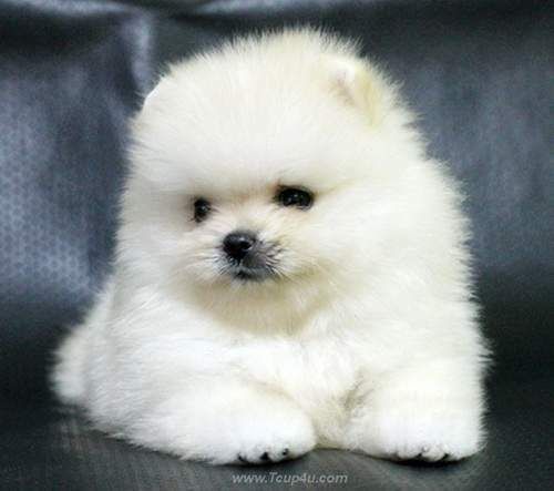 Regalo cucciolo Spitz Tedesco Nano da Privato a spitz mini toy ...