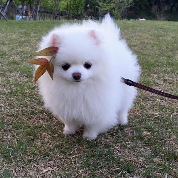Regalo cucciolo Volpino Pomerania da Privato a Crotone regalo cuccioli ...