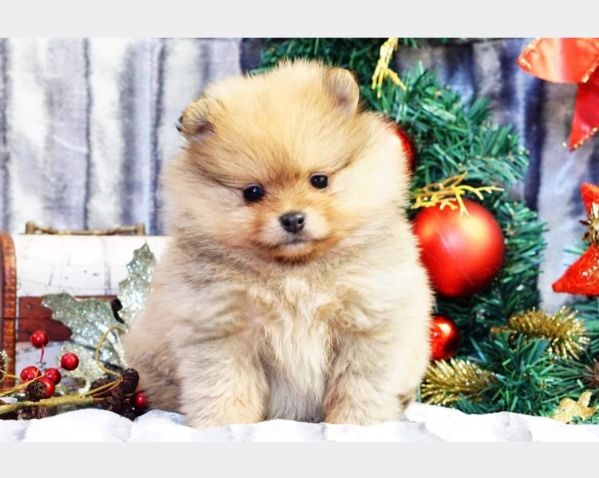 Regalo Volpino Pomerania da Privato a Bari cuccioli spitz nano volpino ...