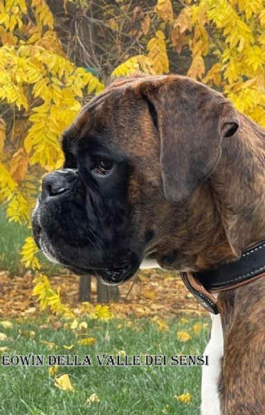 Vendita cucciolo Boxer da Allevamento a Treviso boxer cuccioli e ...
