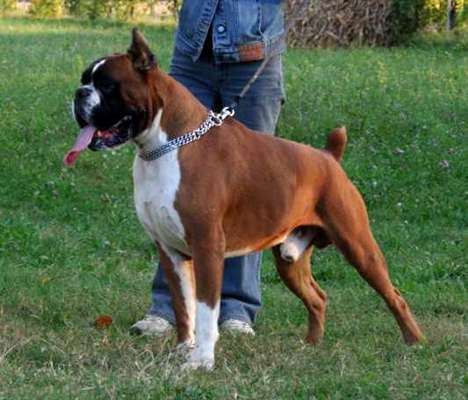 Accoppiamento da Allevatore a boxer maschio per accoppiamento-boxer per ...