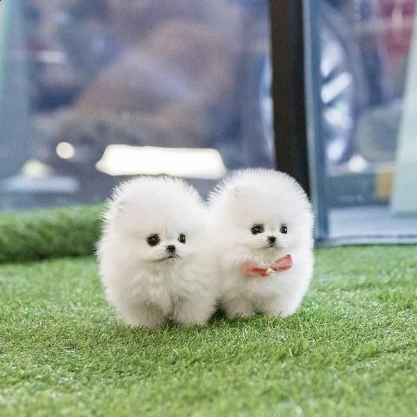 Regalo cucciolo Volpino Pomerania da Privato a Brescia cuccioli di ...