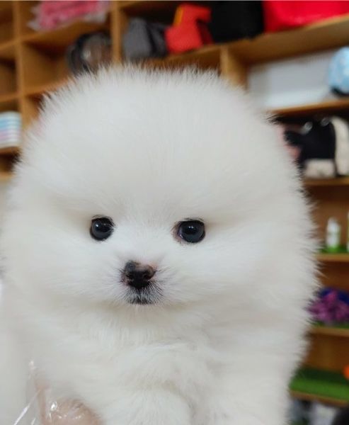 Vendita Volpino Pomerania da Privato a Roma volpino di pomerania toy