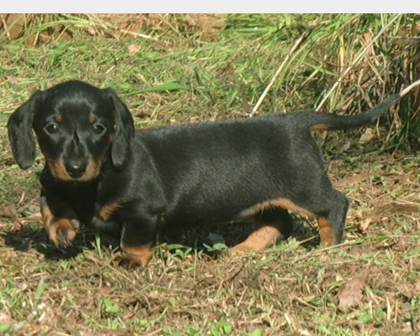 Regalo Bassotto da Privato a Pisa vendita meravigliosi cuccioli di ...