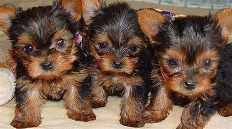 Regalo Yorkshire da Privato a Reggio Calabria cuccioletto di yorkshire ...