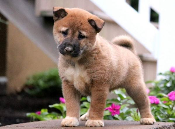 Regalo Shiba Inu da Volontario a Ragusa adorabili cuccioli di shiba-inu ...